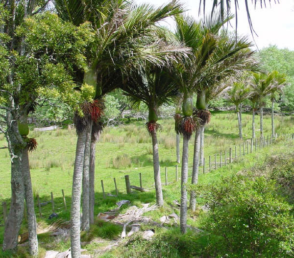 Palm Adaptations DISCUSSING PALM TREES WORLDWIDE PalmTalk palm-adaptations-discussing-palm-trees-worldwide-palmtalk